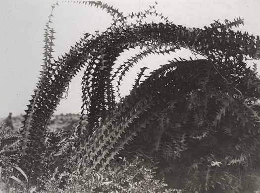 Looking for information on WWI razor wire : r/history